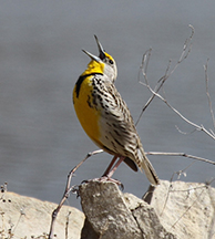 North Dakota State Symbols | Official North Dakota Travel & Tourism Guide