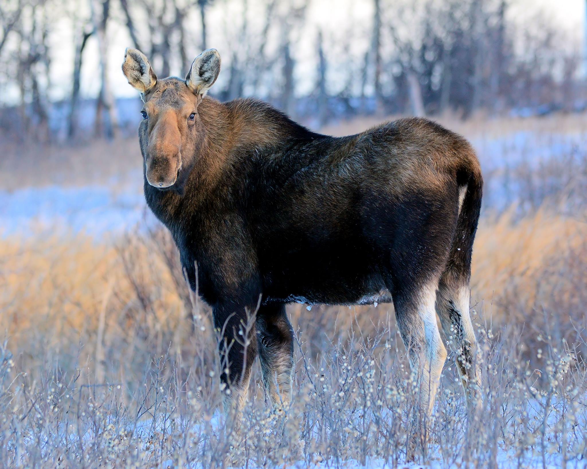 View North Dakota's Wondrous Wildlife | Official North Dakota Travel ...