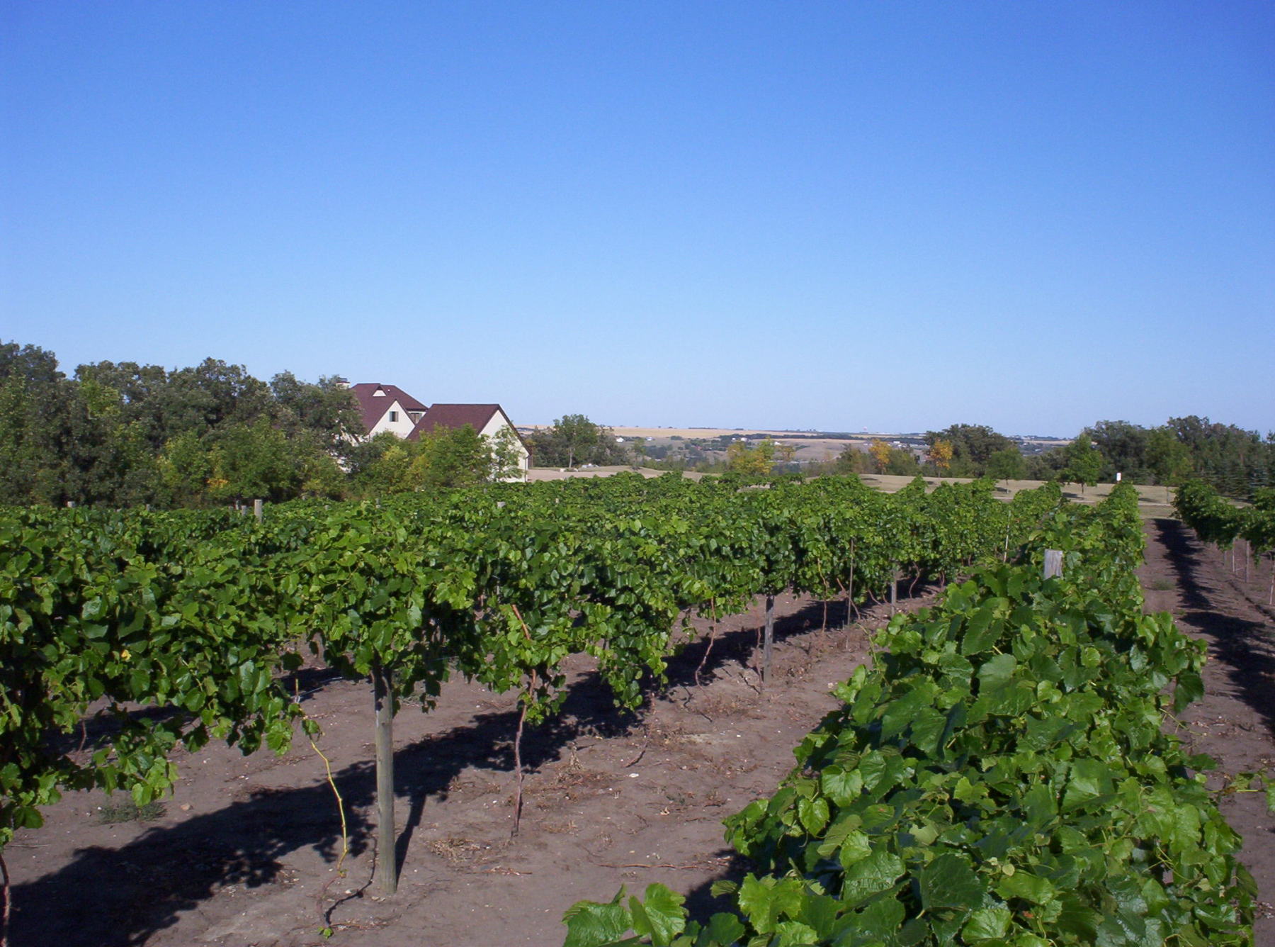 Pointe of View Winery | Official North Dakota Travel & Tourism Guide