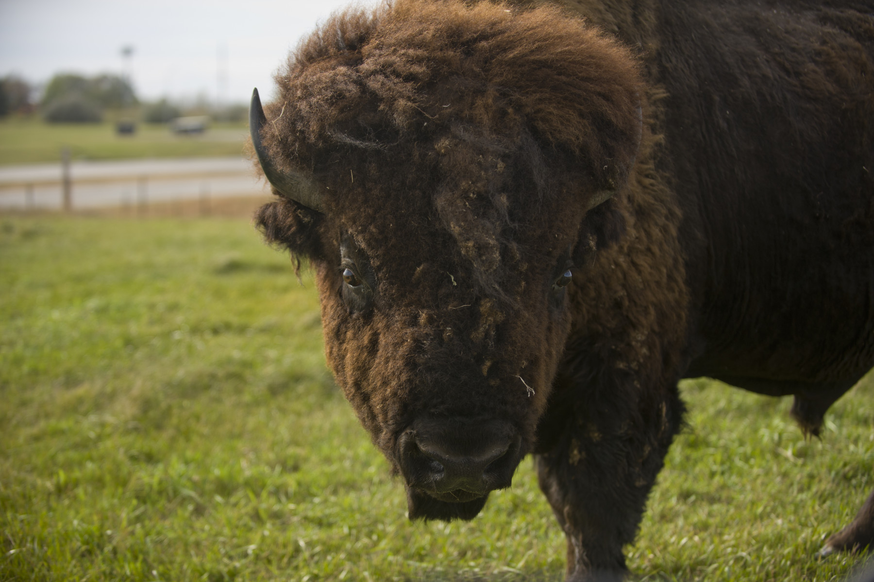 Buffalo Herd | Official North Dakota Travel & Tourism Guide