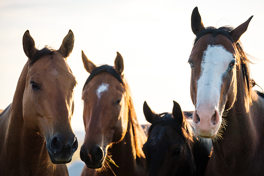 Medora Riding Stables and Trail Rides | Official North Dakota Travel ...