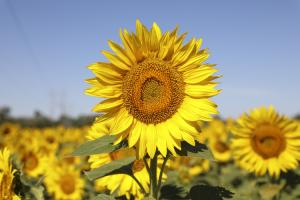 Let the amazing sunflower put a smile on your face