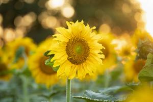 Let the amazing sunflower put a smile on your face