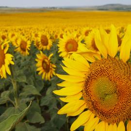 Interstate 29 Tour | Official North Dakota Travel & Tourism Guide